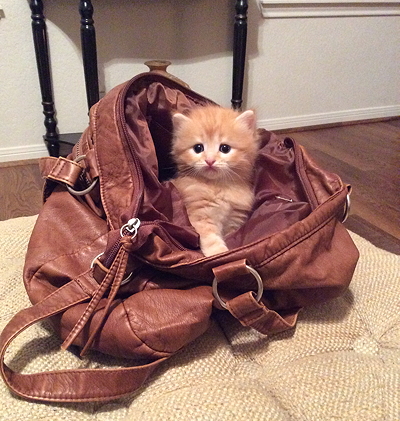 Siberian Cats & Kittens for sale in Texas