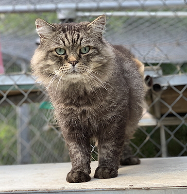 Siberian Cats & Kittens for sale in Texas