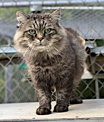 Our Siberian cats, our breeders at Munchranch, Texas